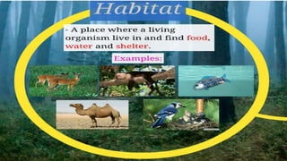 How Do Living Things Interact Pdf