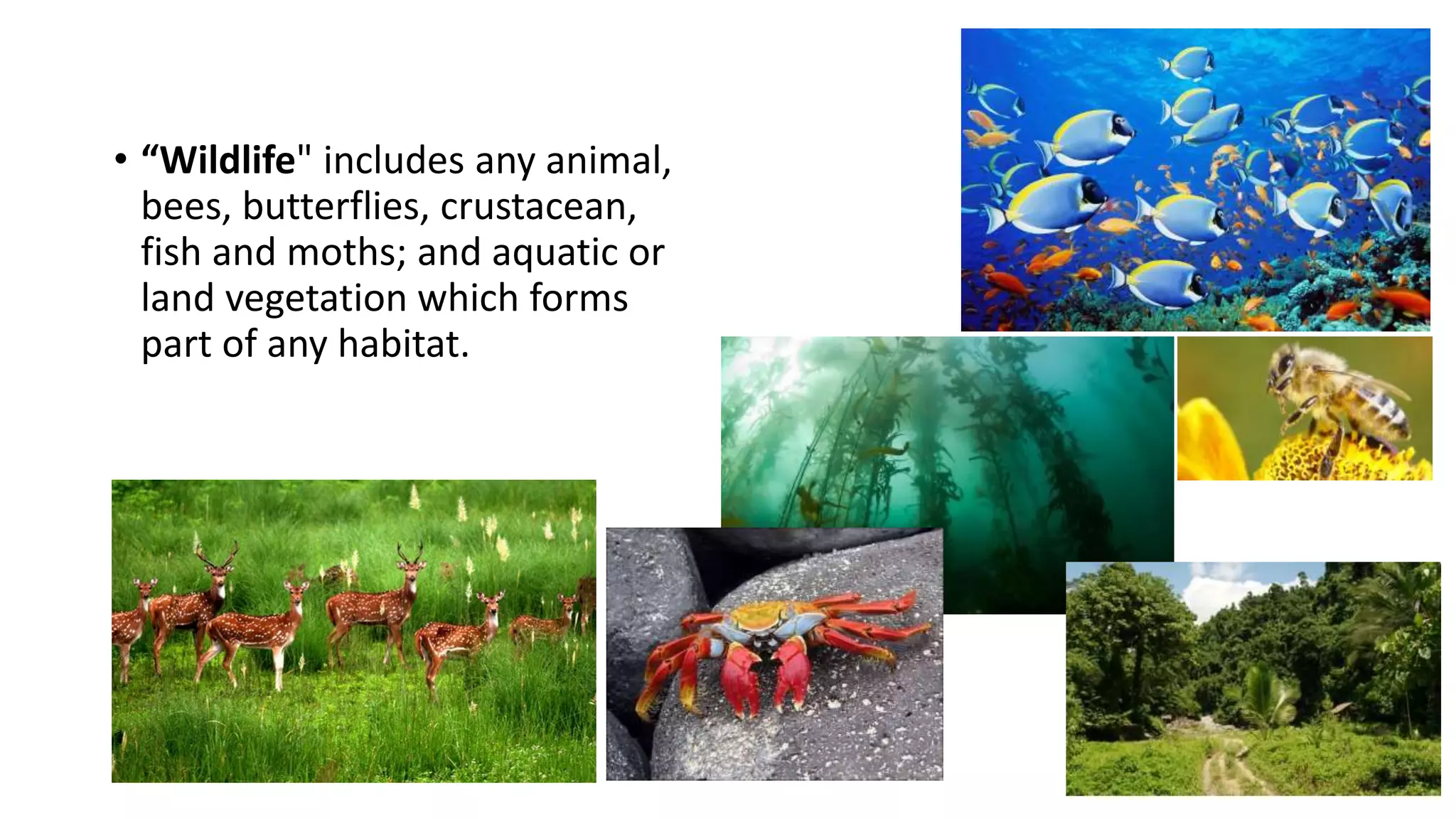 WILDLIFE PROTECTION ACT 1972 | PPTX