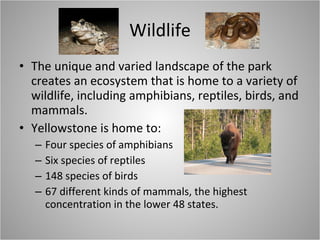 Yellowstone National Park | PPT