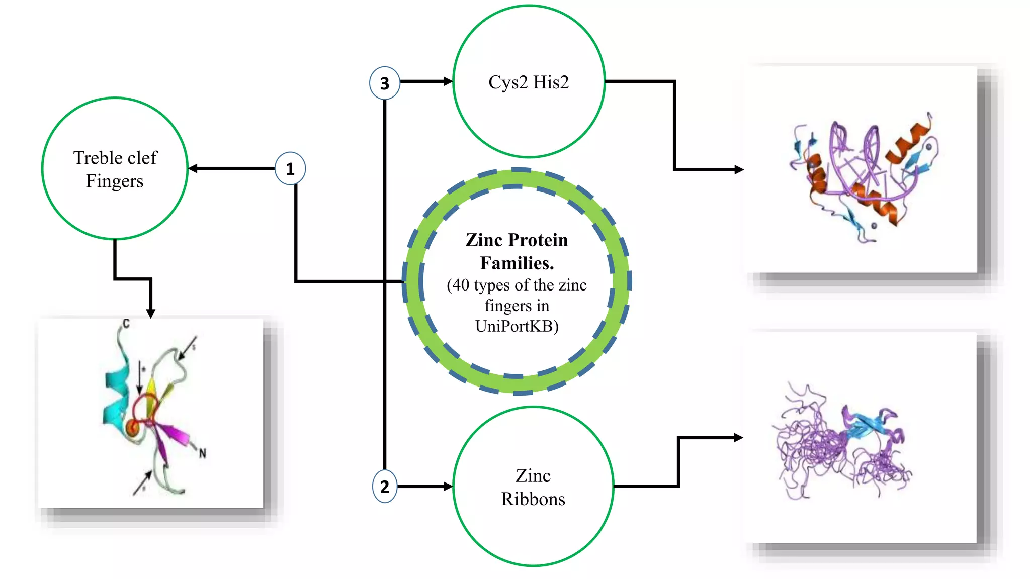 Zinc Finger Nuclease. | PPTX