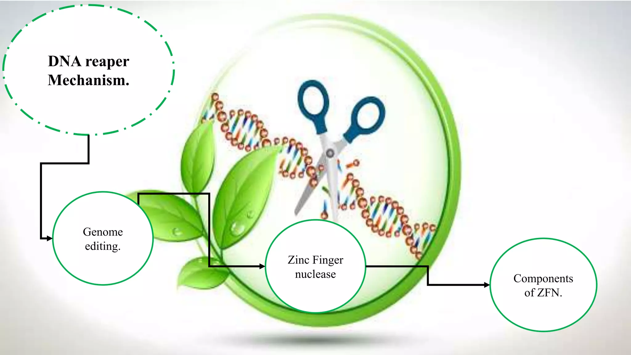 Zinc Finger Nuclease. | PPTX