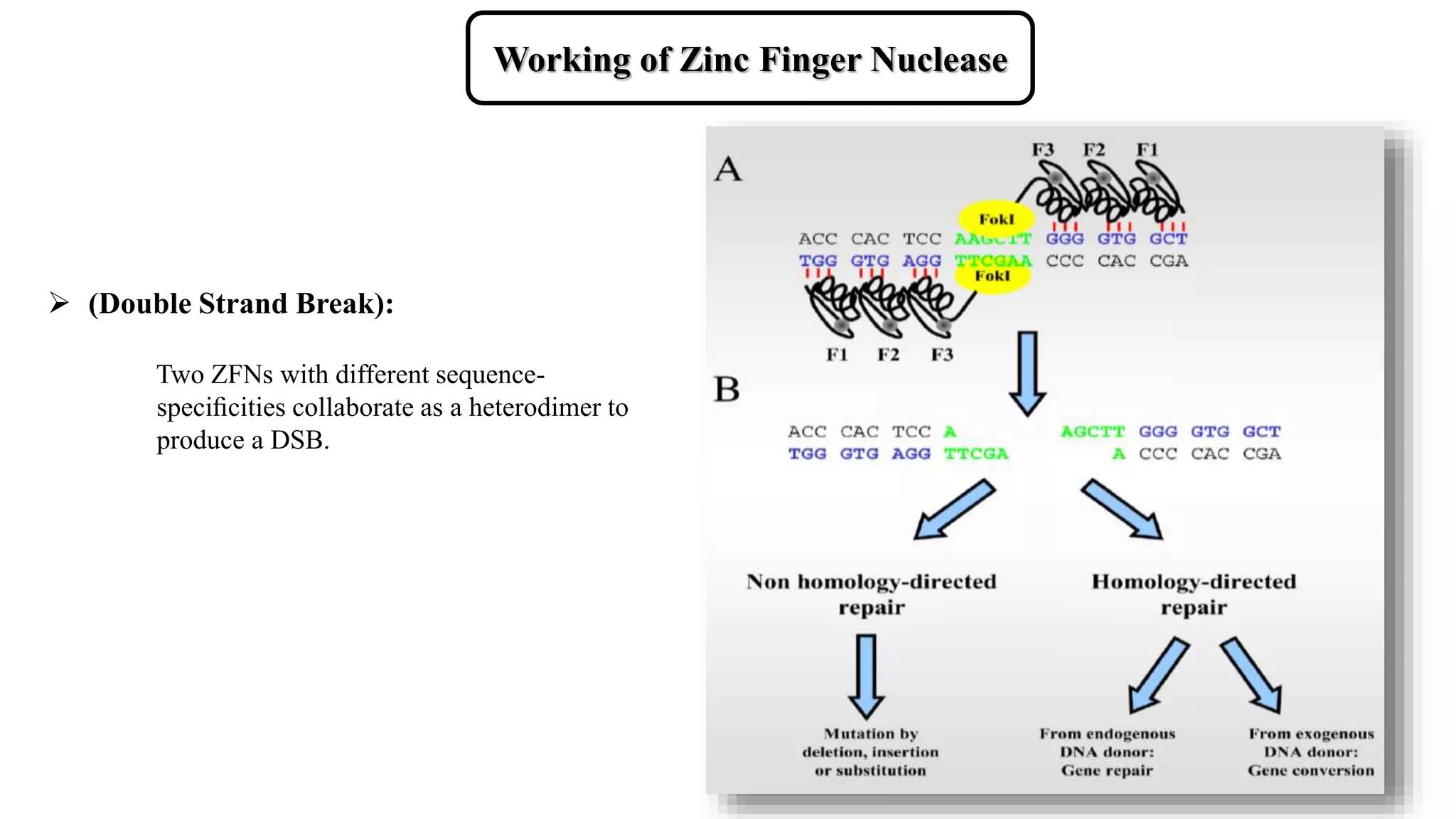 Zinc Finger Nuclease. | PPTX