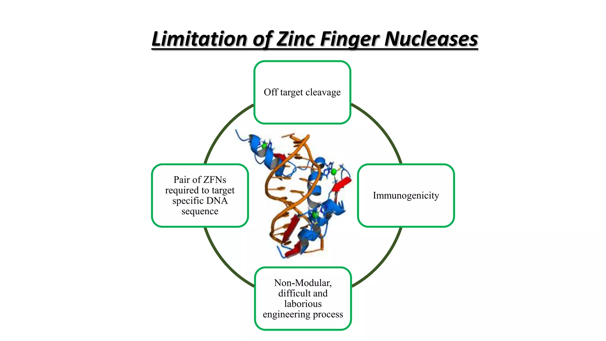 Zinc Finger Nuclease. | PPTX
