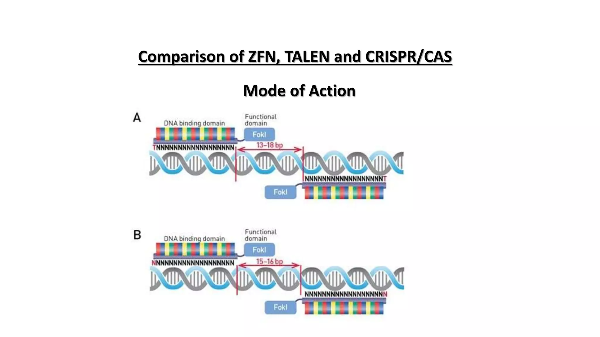 Zinc Finger Nuclease. | PPTX