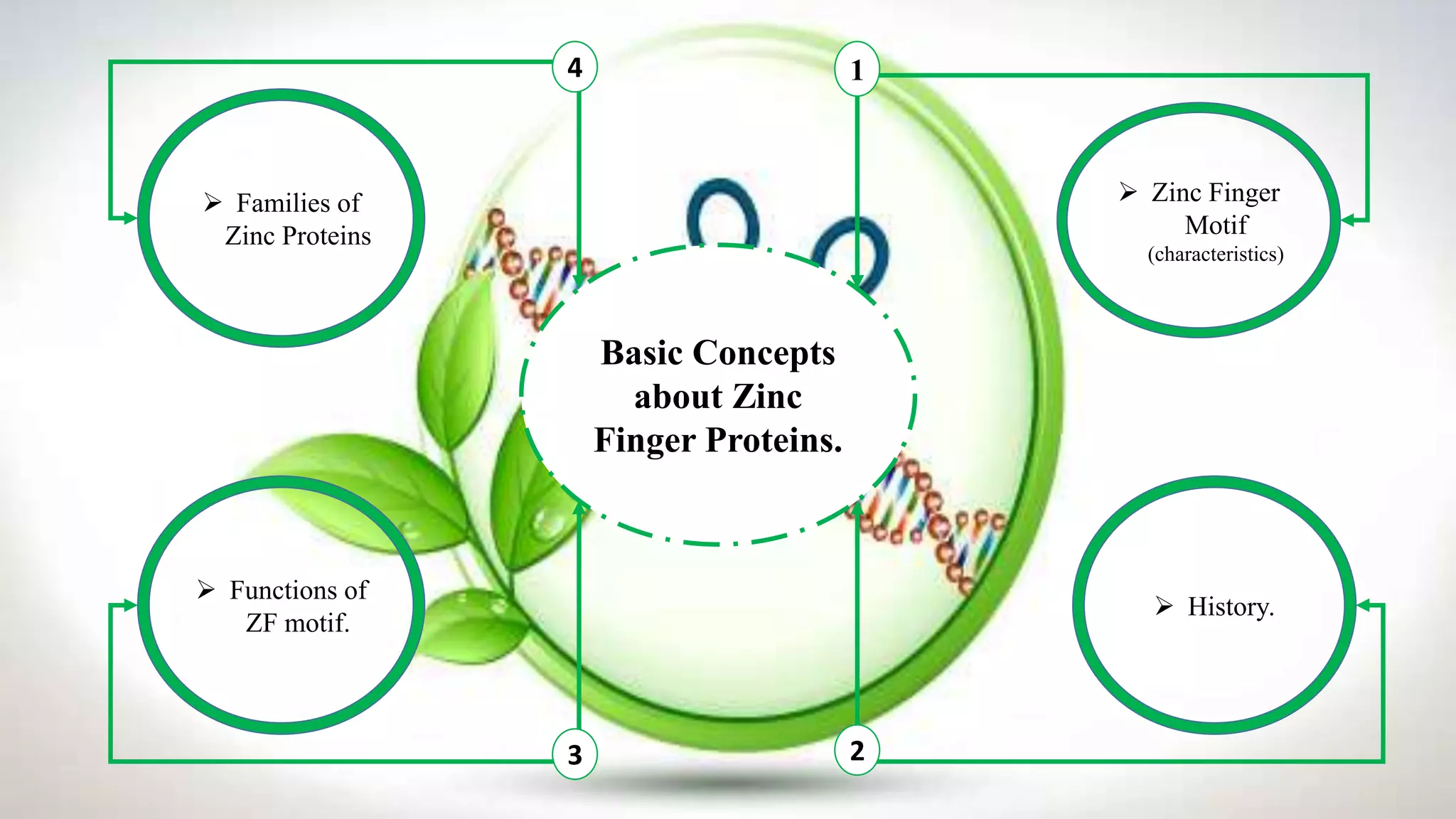 Zinc Finger Nuclease. | PPTX