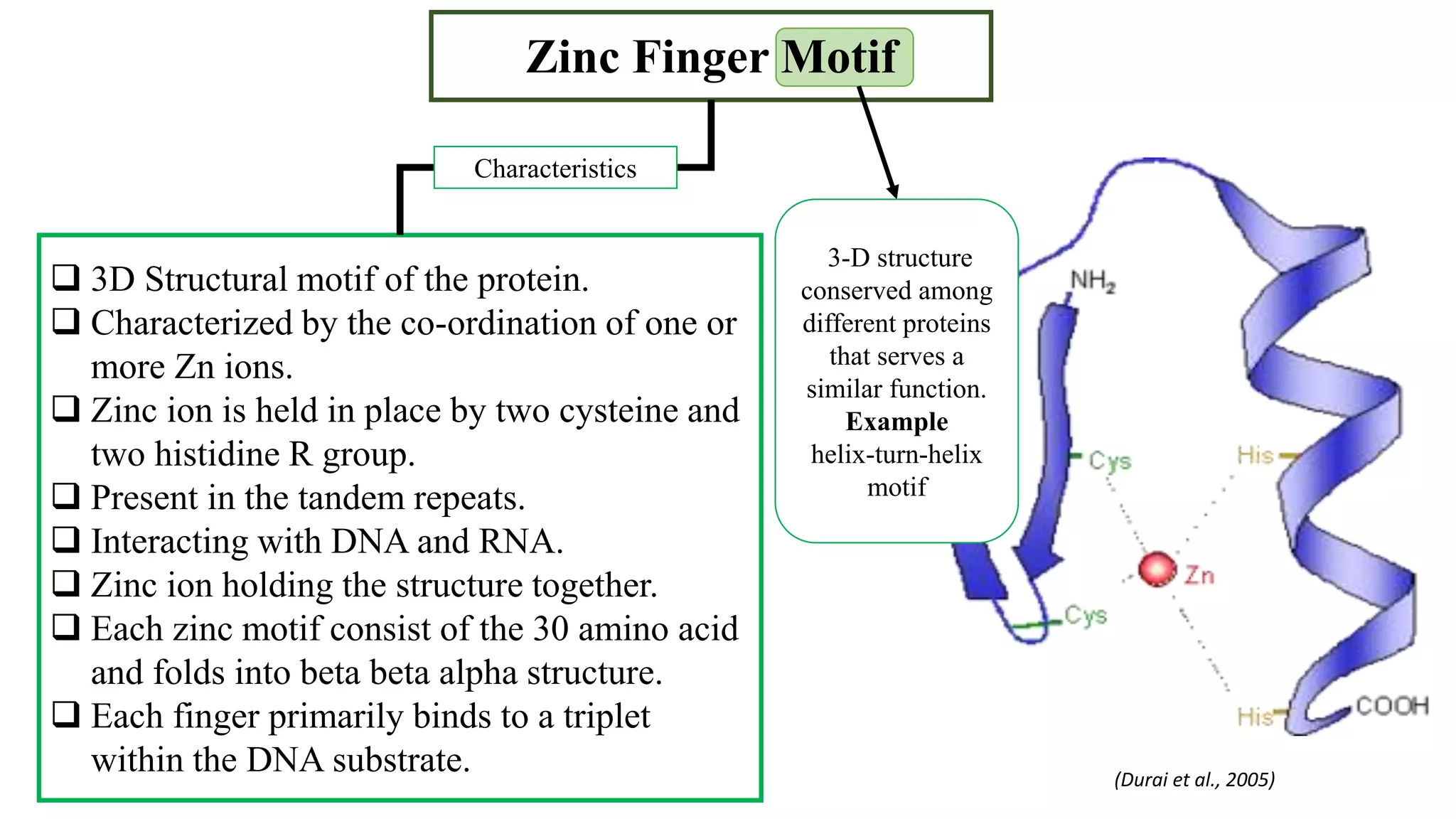 Zinc Finger Nuclease. | PPTX