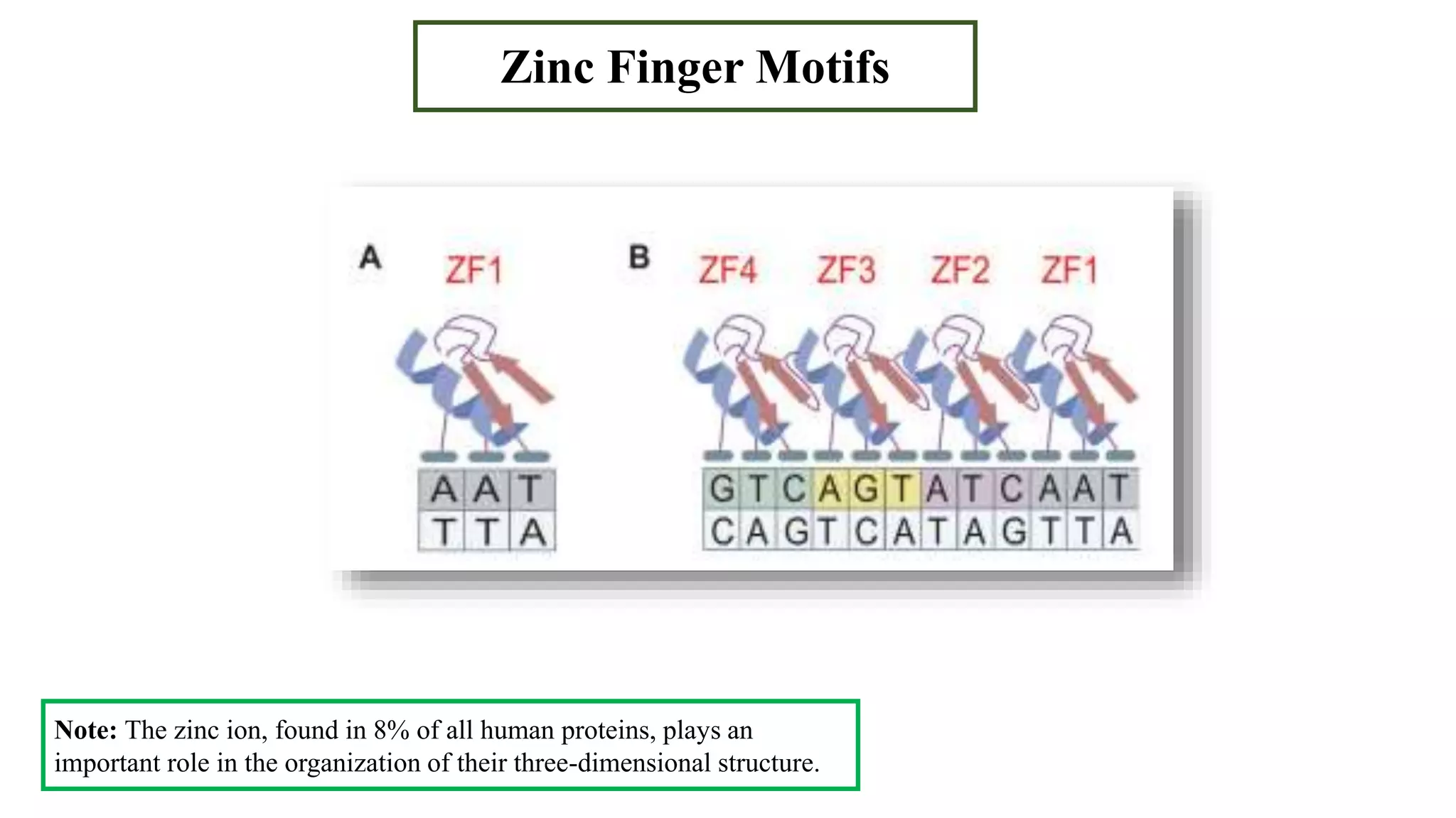 Zinc Finger Nuclease. | PPTX