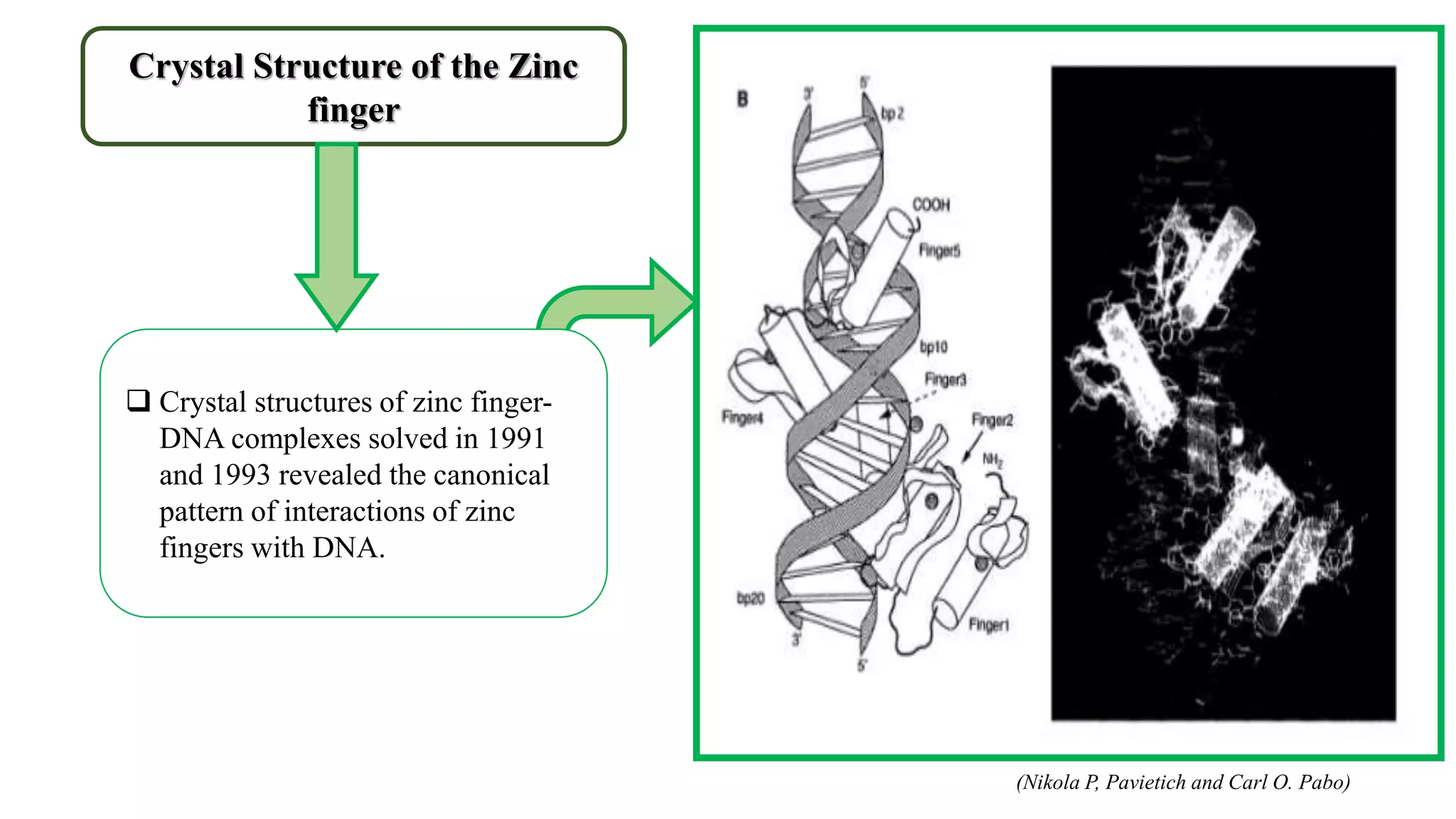 Zinc Finger Nuclease. | PPTX
