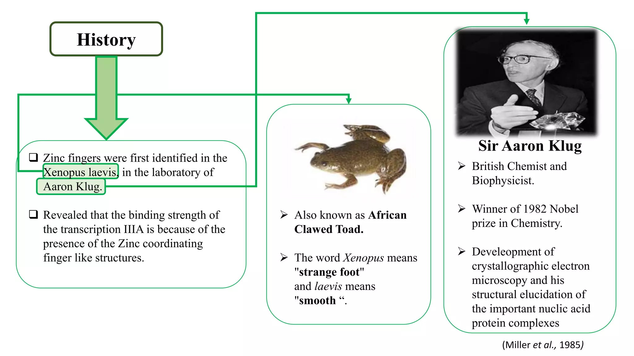Zinc Finger Nuclease. | PPTX