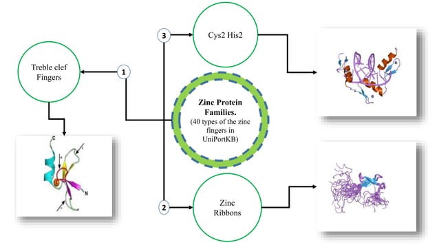 Zinc Finger Nuclease. | PPTX | Chemistry | Science