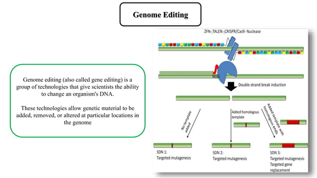 Zinc Finger Nuclease. | PPTX | Chemistry | Science