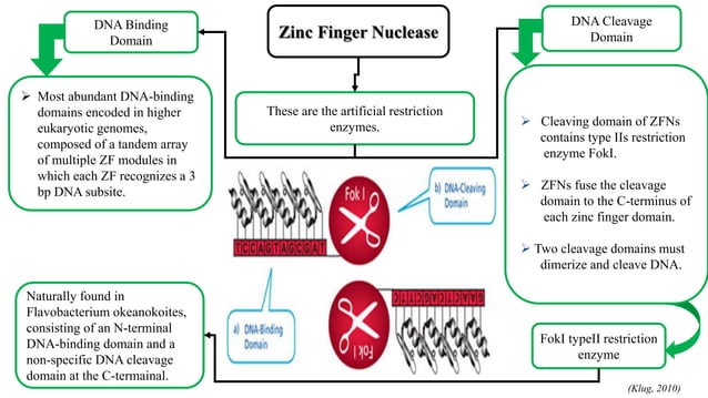 Zinc Finger Nuclease. | PPTX | Chemistry | Science