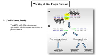 Zinc Finger Nuclease. | PPTX