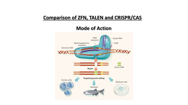 Zinc Finger Nuclease. | PPTX | Chemistry | Science