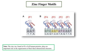 Zinc Finger Nuclease. | PPTX