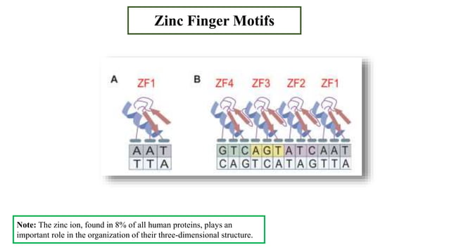 Zinc Finger Nuclease. | PPTX | Chemistry | Science
