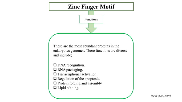 Zinc Finger Nuclease. | PPTX | Chemistry | Science