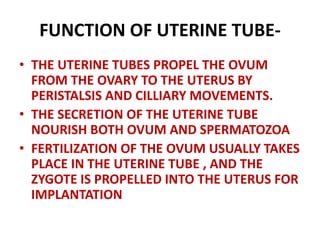 Finc nursing choachinf agra -FEMALE reproductive system | PPTX ...