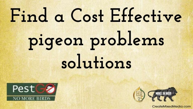 Find a cost effective pigeon problems solutions