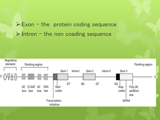 Finding gene in DNA | PPTX