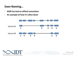 Finding the Right Primers: Using NCBI for RT-PCR Primer Design | PPTX