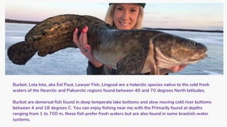Find Out Why To Bring Burbot Back | Fishing Near Me | PPT