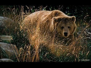 Fine Art By Collin Bogle | PPS