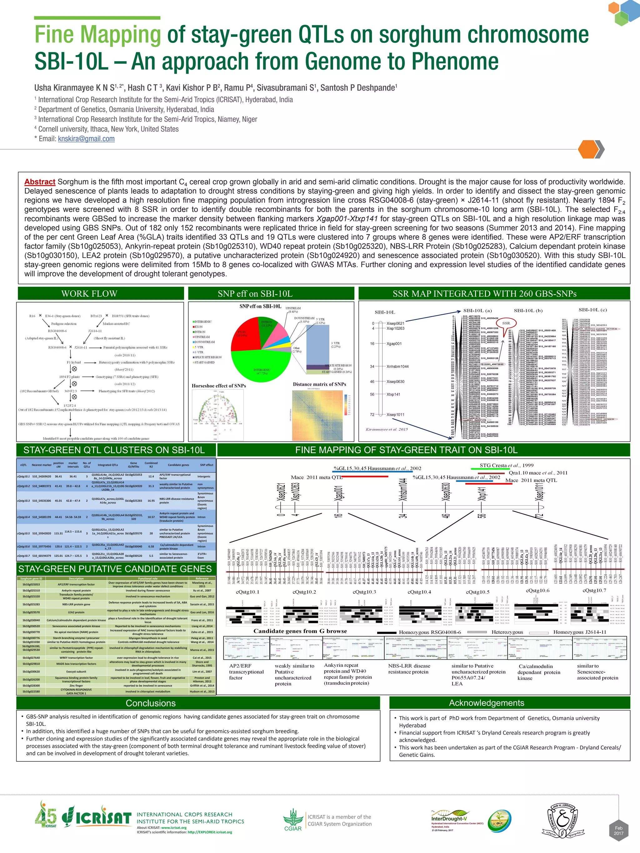 Fine mapping of stay-green QTLs on sorghum chromosome SBI-10L-An approach from Genome to Phenome ...