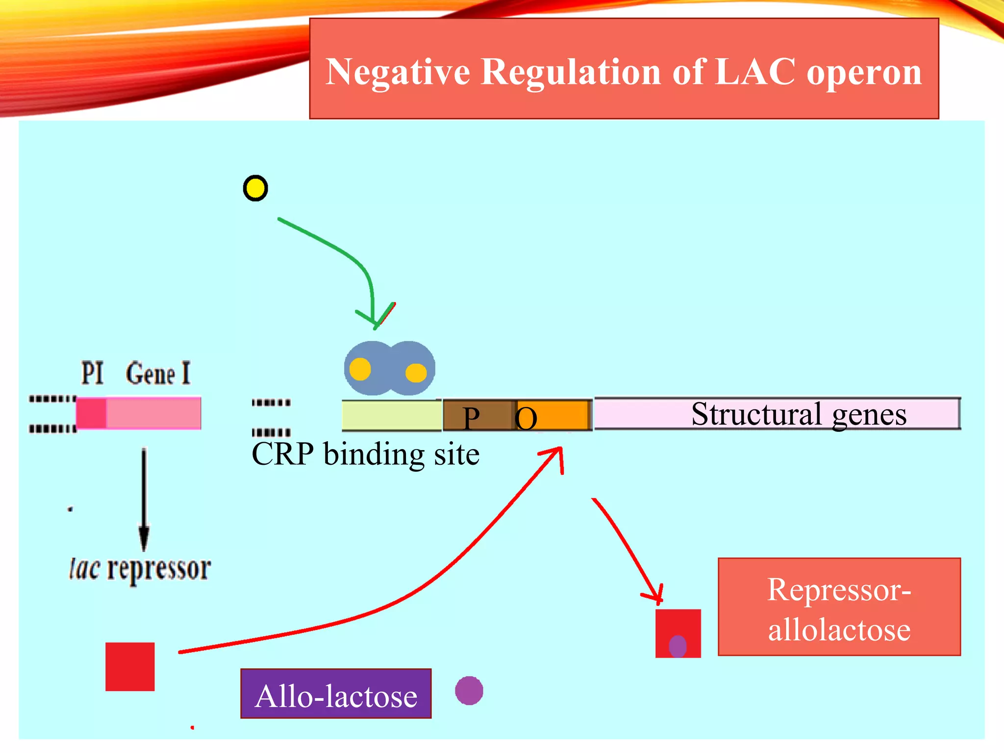 Fine regulation in bacteria eg lac operon | PPT