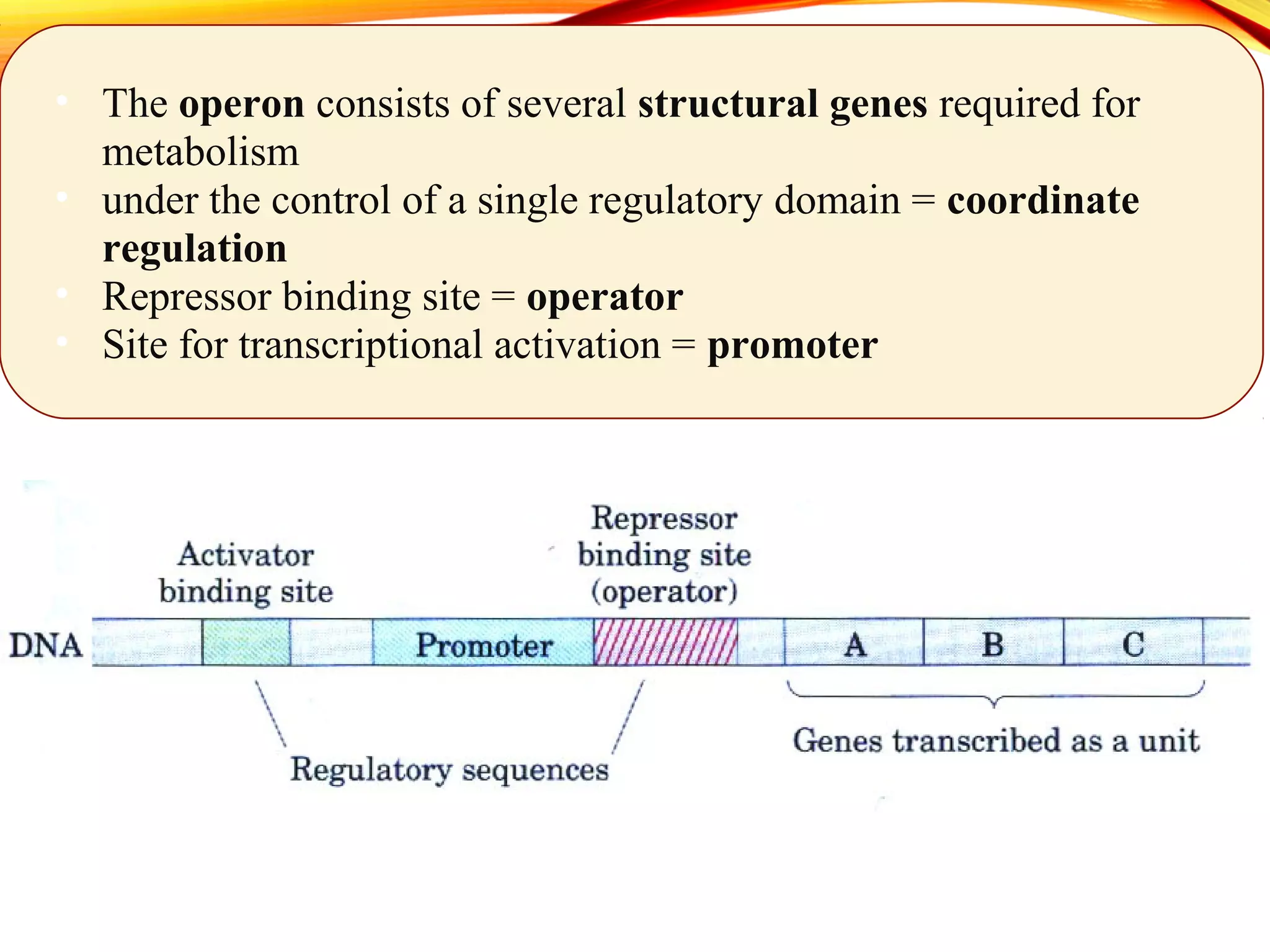 Fine regulation in bacteria eg lac operon | PPT