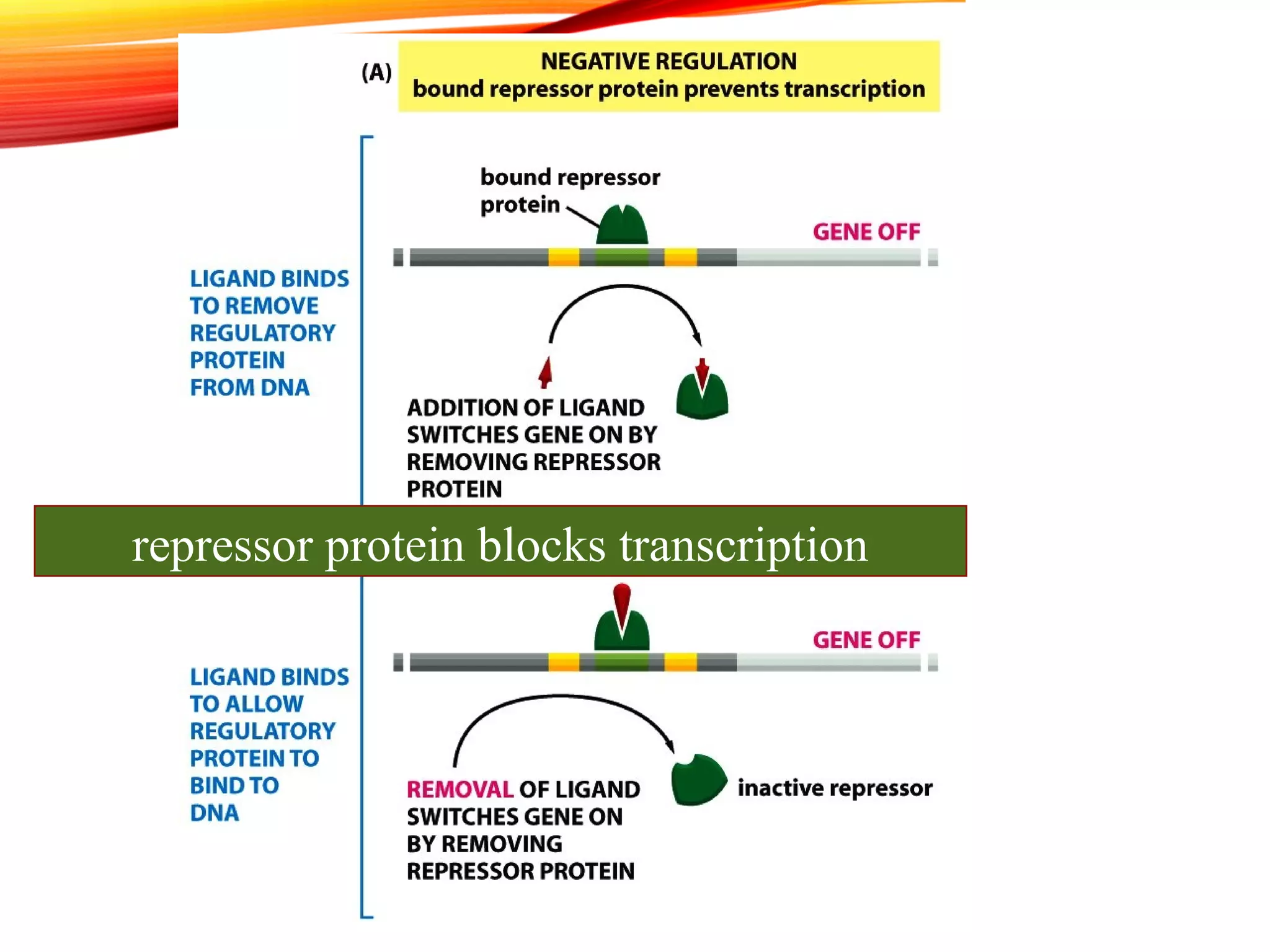 Fine regulation in bacteria eg lac operon | PPT