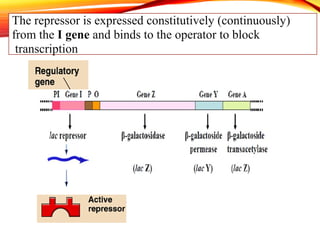 Fine regulation in bacteria eg lac operon | PPT