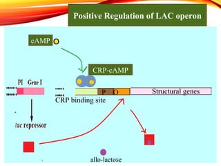 Fine regulation in bacteria eg lac operon | PPT