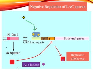 Fine regulation in bacteria eg lac operon | PPT