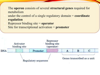 Fine regulation in bacteria eg lac operon | PPT