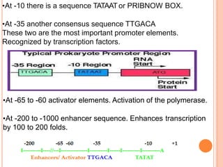 Fine structure of gene | PPTX