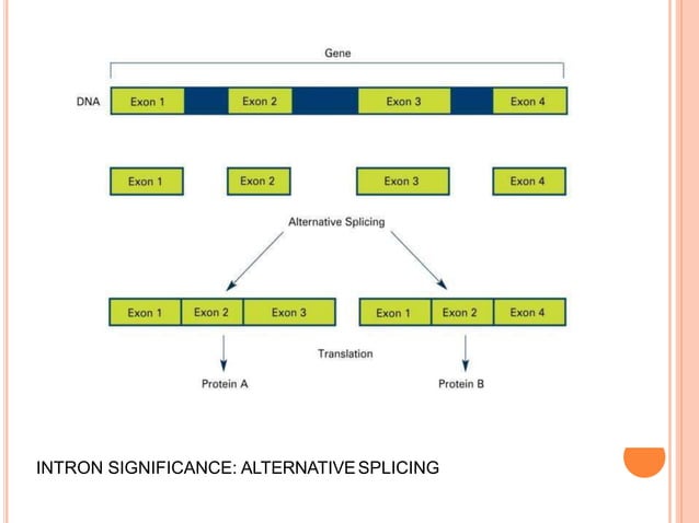 Fine structure of gene | PPTX | Genetics | Science
