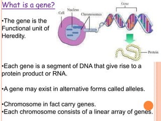 Fine structure of gene | PPTX