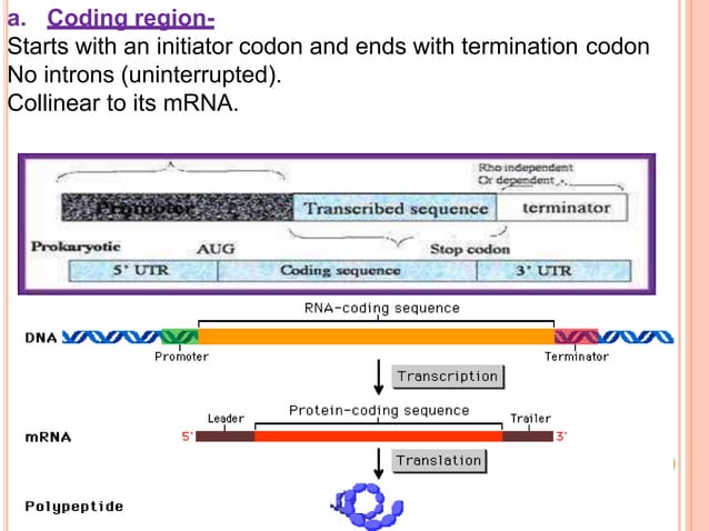 Fine structure of gene | PPTX | Genetics | Science
