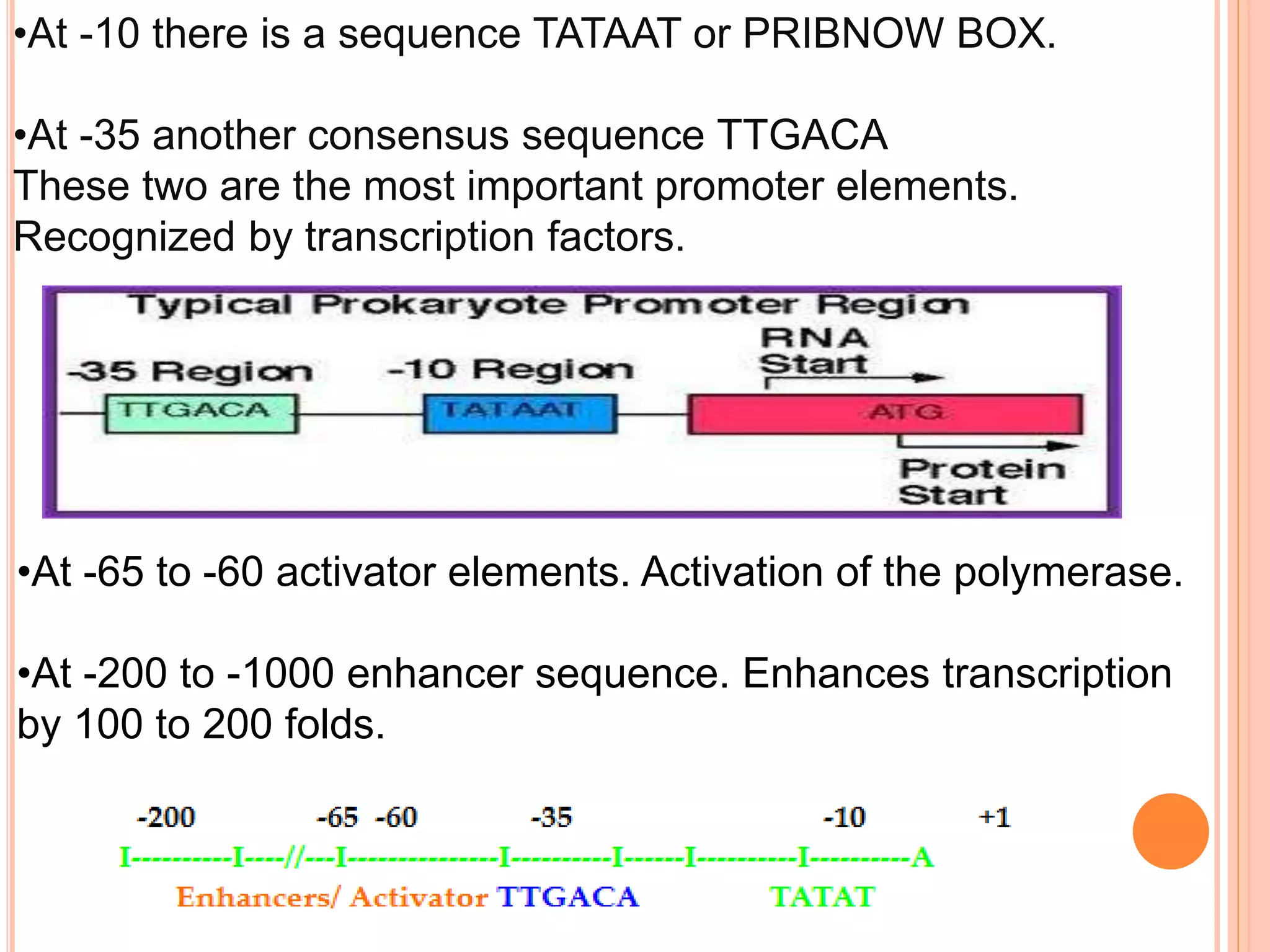 Fine structure of gene | PPTX
