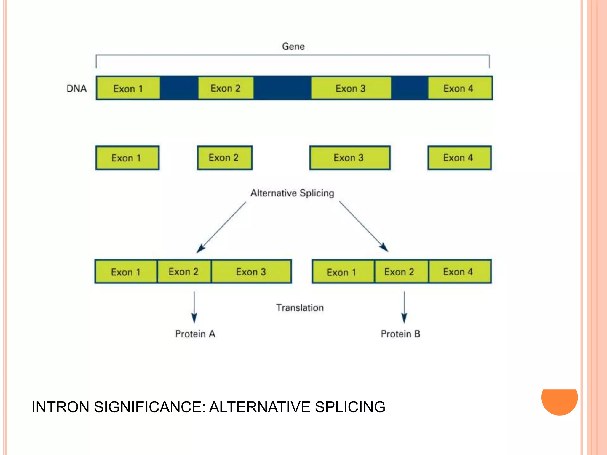Fine structure of gene | PPTX
