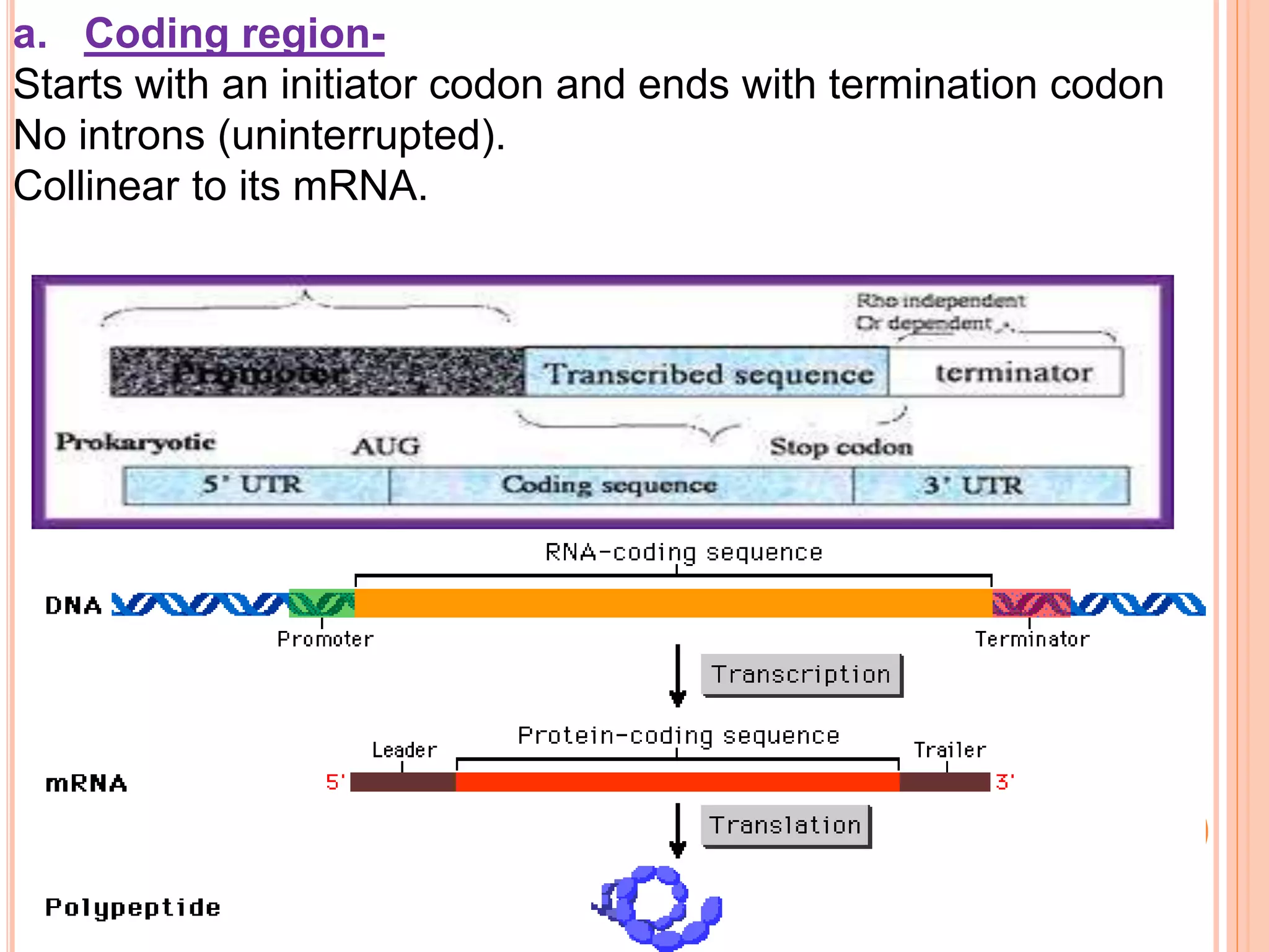 Fine structure of gene | PPTX