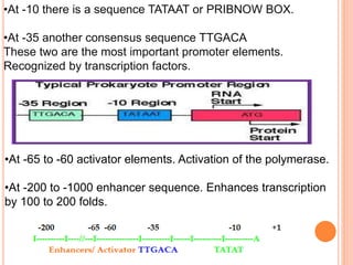 Fine structure of gene | PPTX