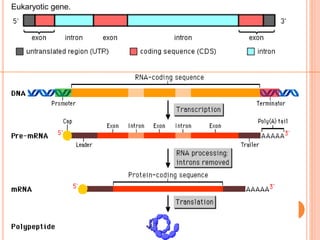 Fine structure of gene | PPTX