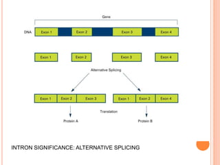 Fine structure of gene | PPTX