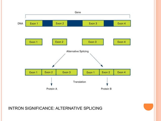 Fine structure of gene | PPTX