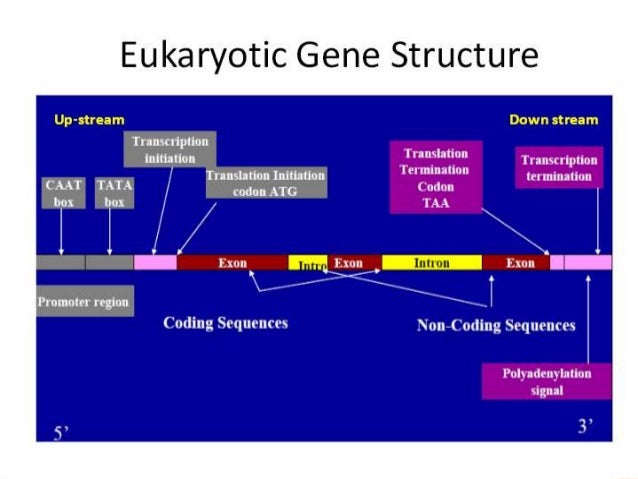 Fine structure of gene