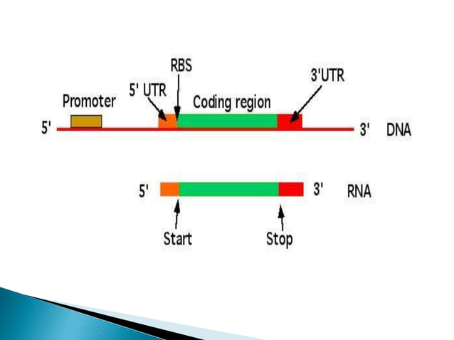 Fine structure of gene | PPTX