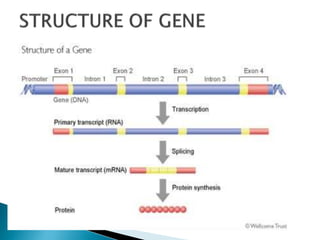 Fine structure of gene | PPT