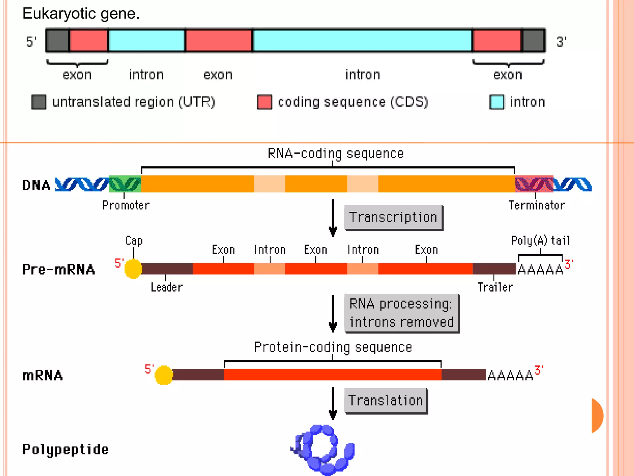 Fine structureof gene,allelic complementation,and split gene | PPTX